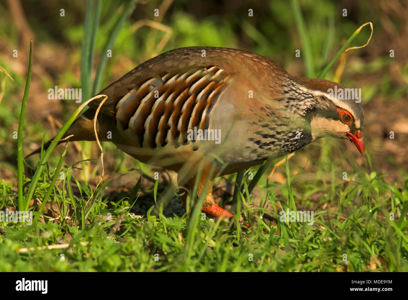Male red legged partridge hi-res stock photography and images - Alamy