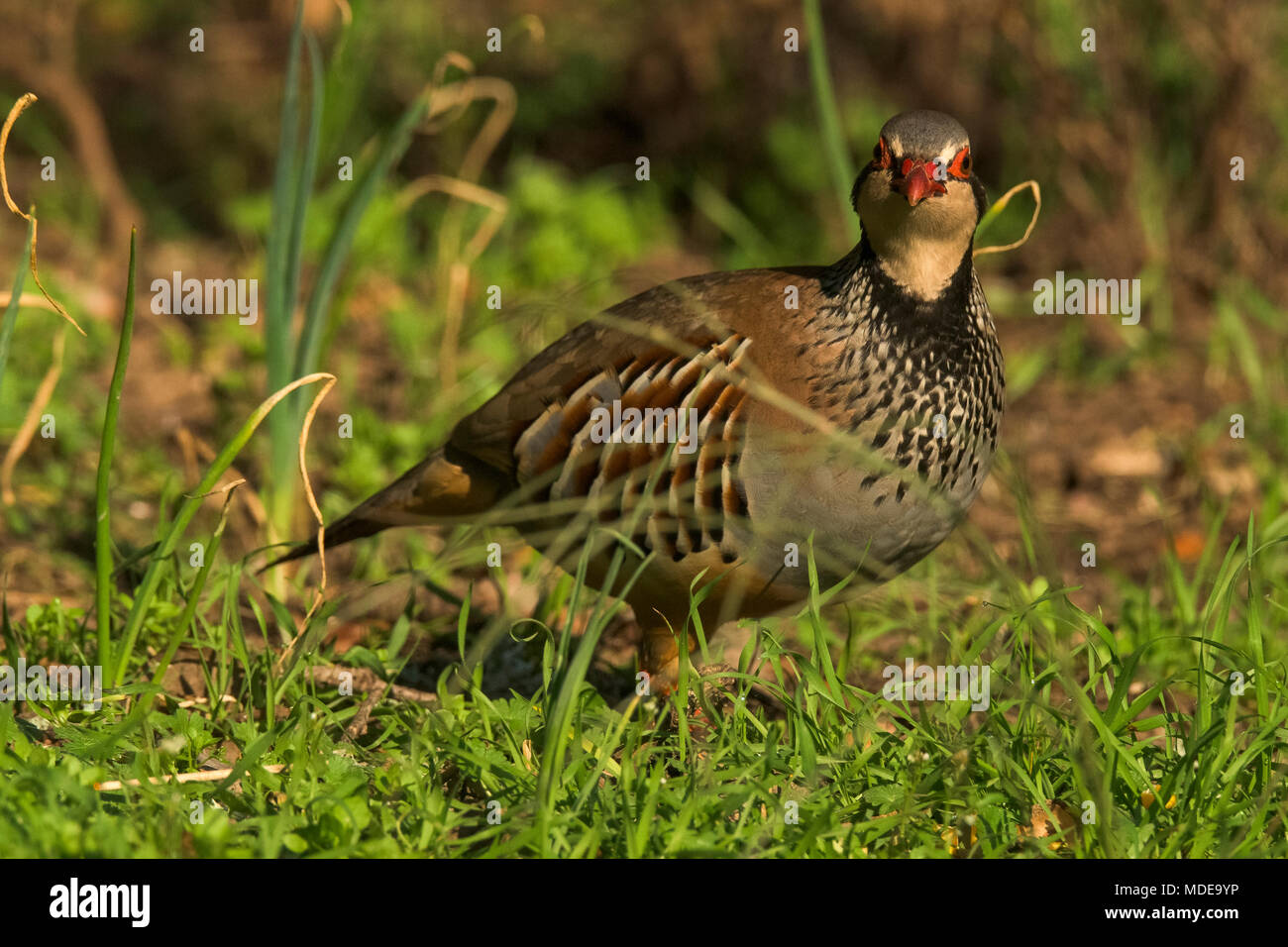 Male red legged partridge hi-res stock photography and images - Alamy