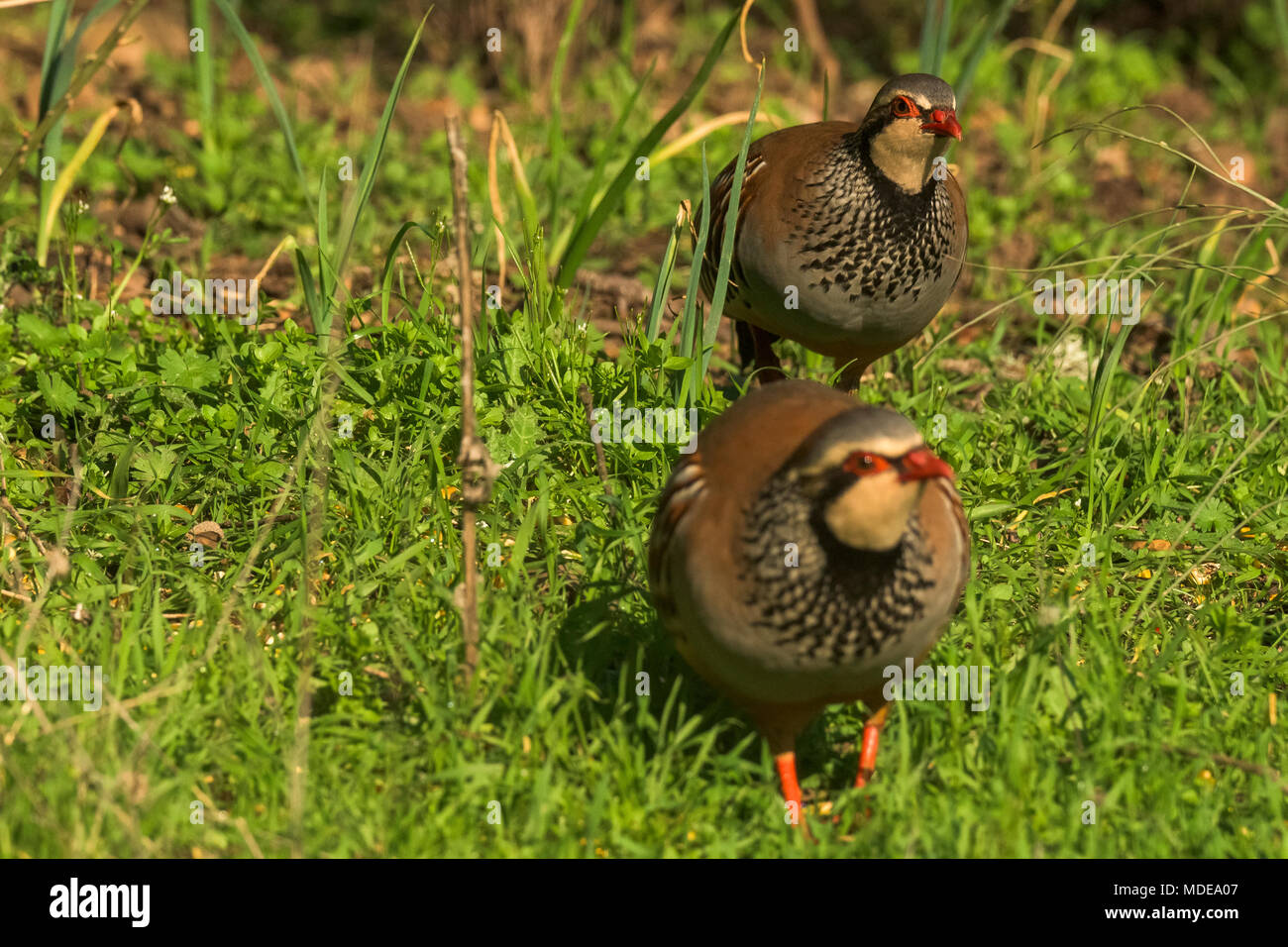 Partridge (alectoris rufa) standing in the ground. Spanish wildlife ...