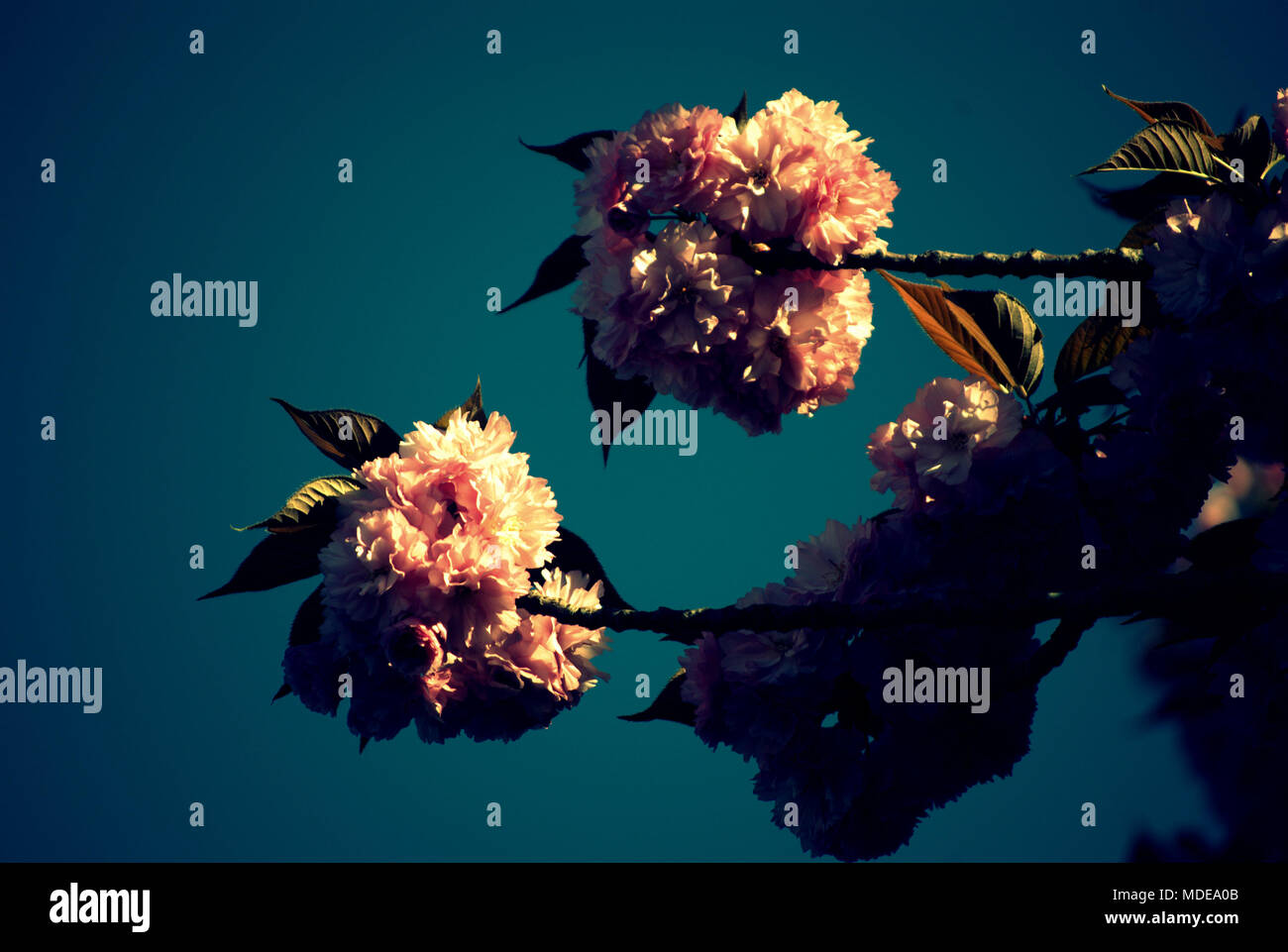 Cherry tree flowers in spring. -closeup. Creative filters. Blue ...