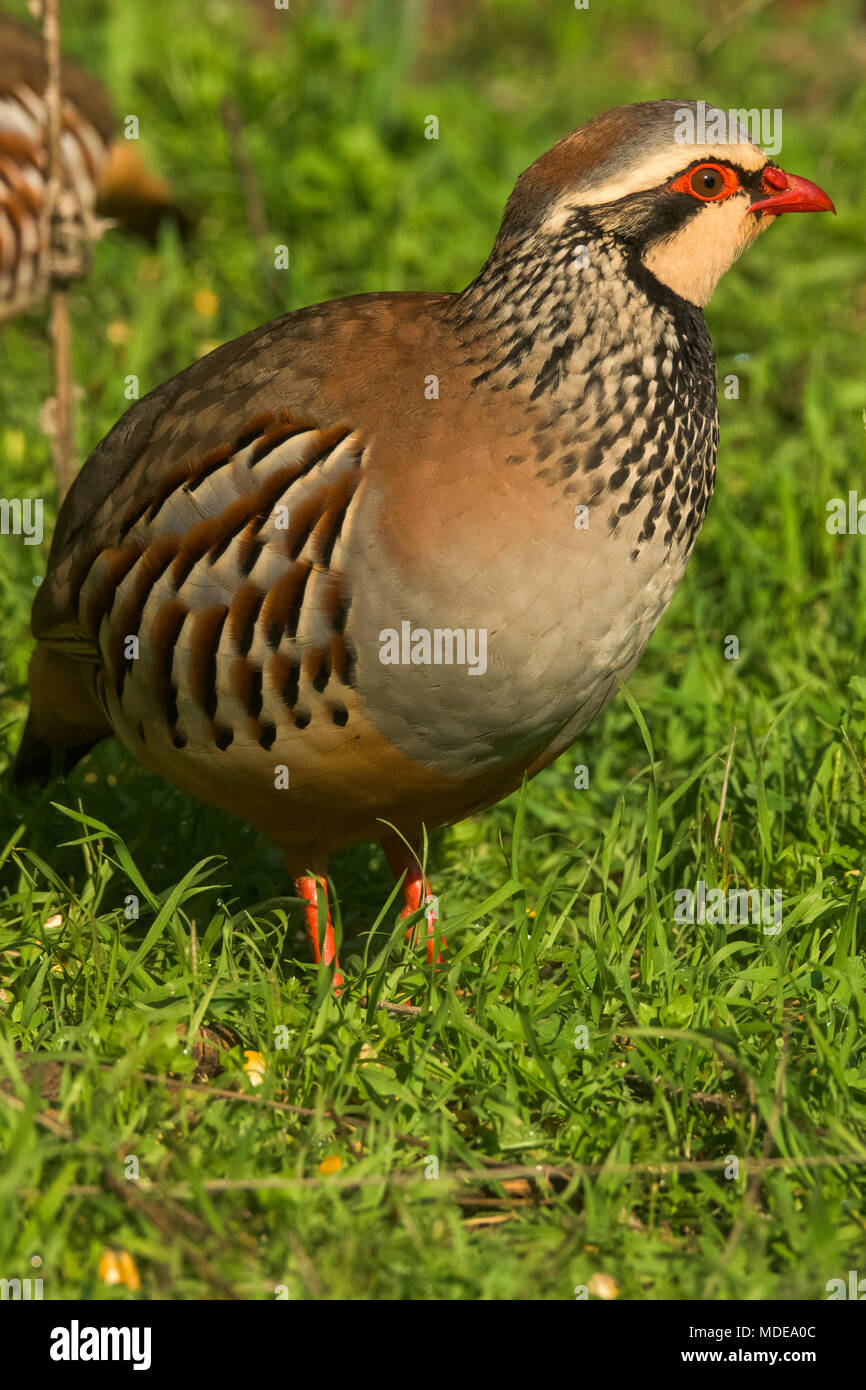 Partridge (alectoris rufa) standing in the ground. Spanish wildlife ...