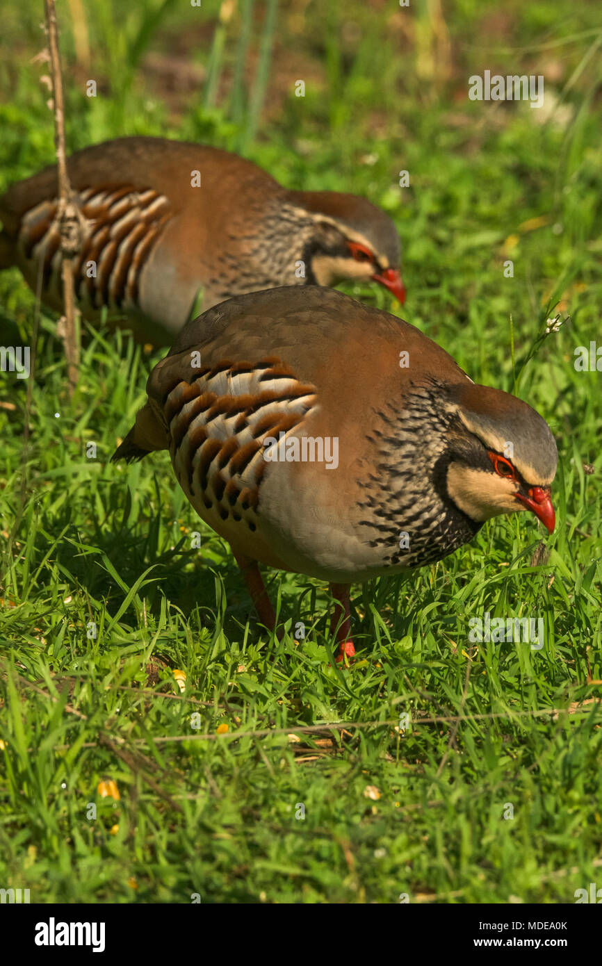 Partridge (alectoris rufa) standing in the ground. Spanish wildlife ...