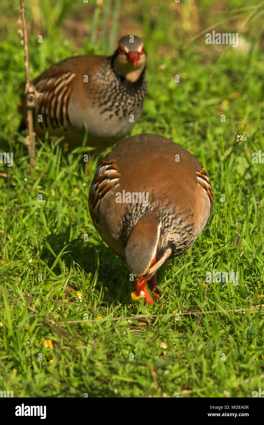 Male red legged partridge hi-res stock photography and images - Alamy