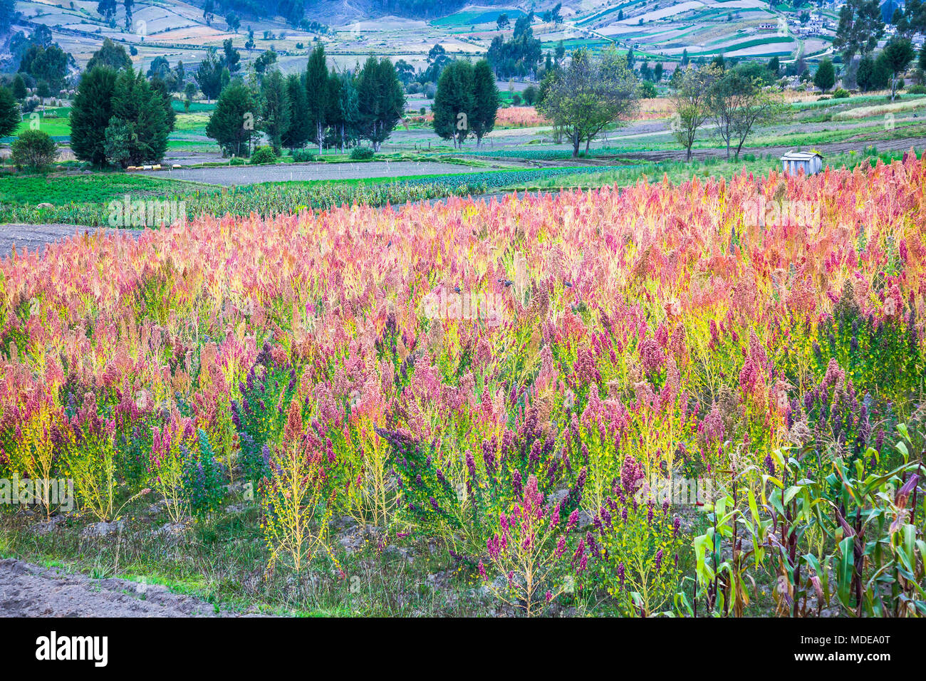 Quinoa cultivated fields, Riobamba, Chimborazo, Ecuador Stock Photo - Alamy