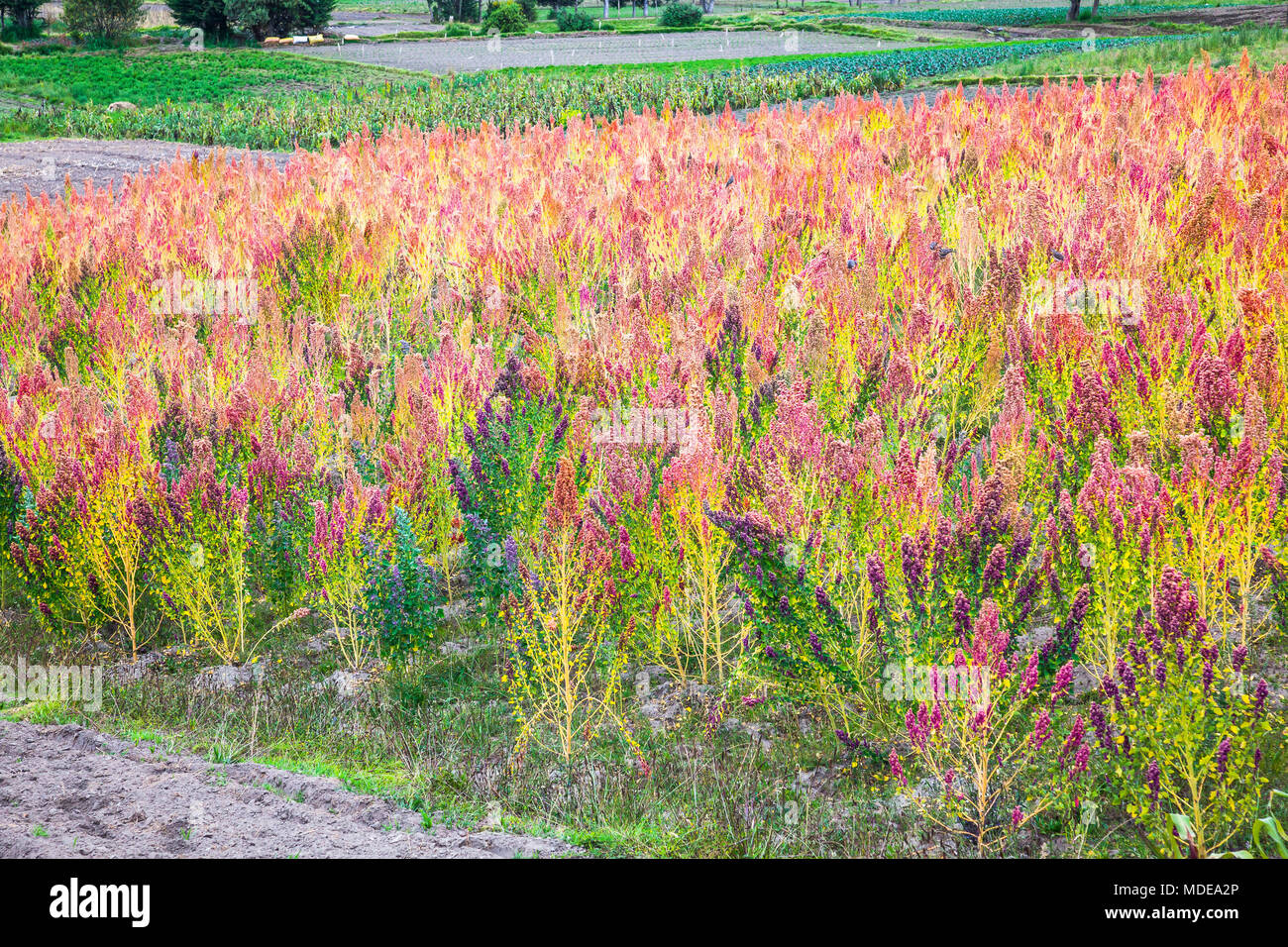 Quinoa cultivated fields, Riobamba, Chimborazo, Ecuador Stock Photo - Alamy