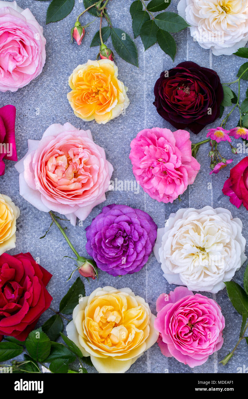 Collection of beautiful multi-colored roses, top view Stock Photo - Alamy
