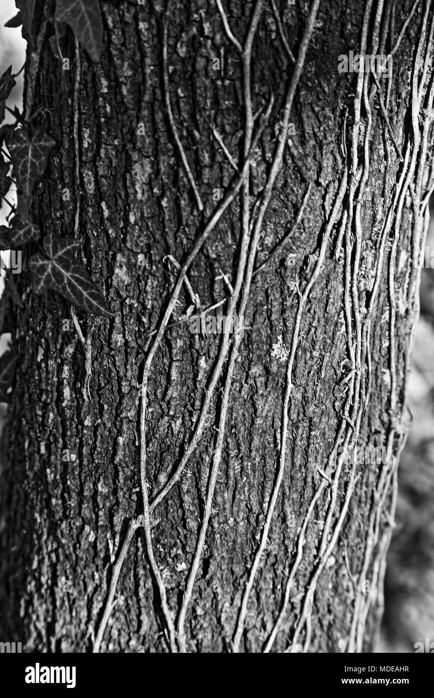 tree trunk with a sprouting plant Stock Photo - Alamy