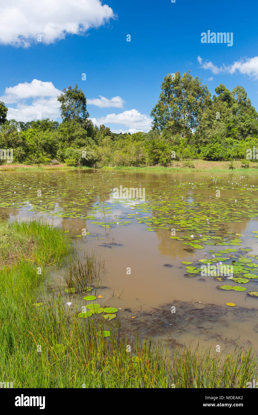 Daytime in nairobi forest hi-res stock photography and images - Alamy
