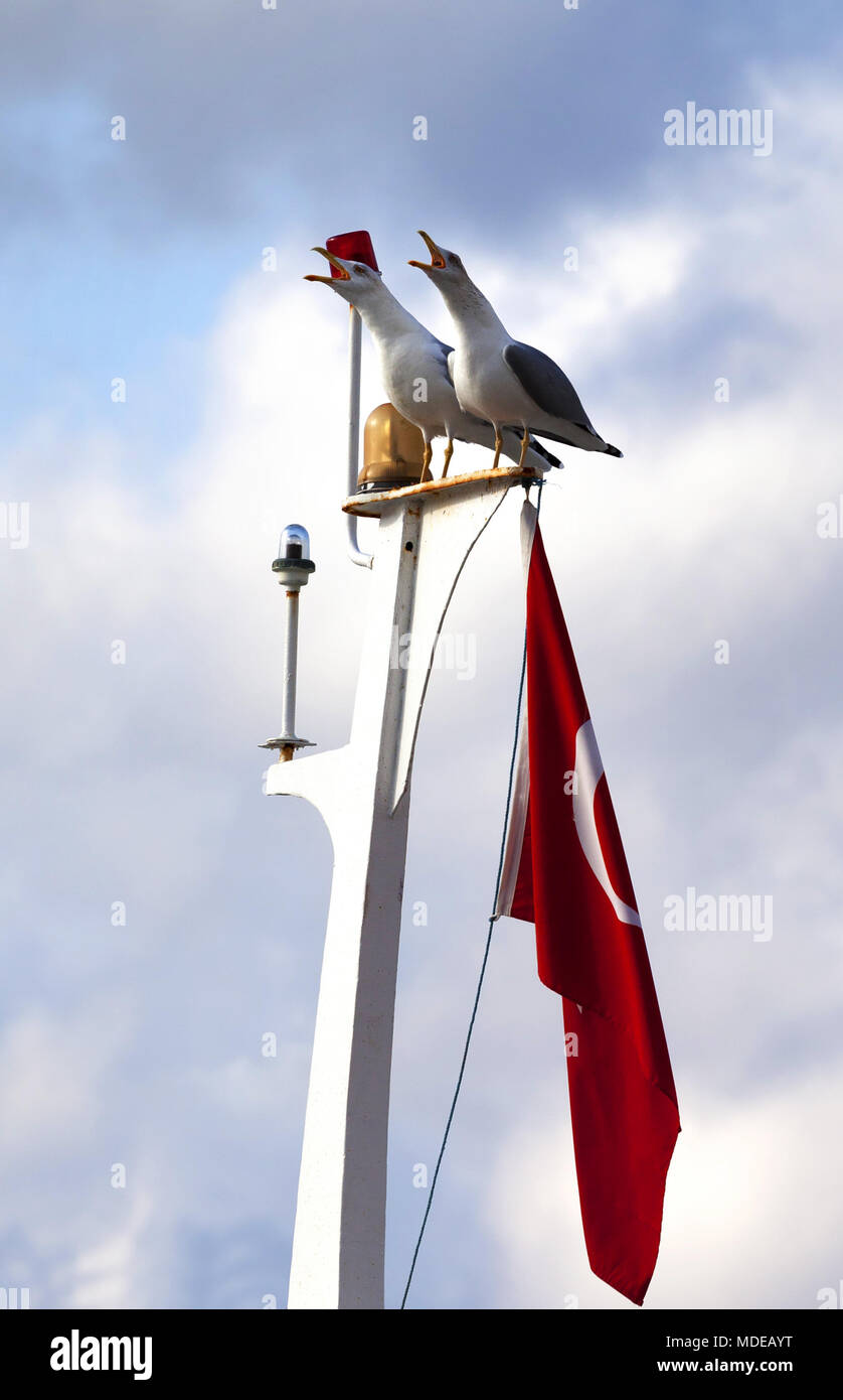 Two seagull on boat mast with Turkish flag at sun cloudy evening Stock ...