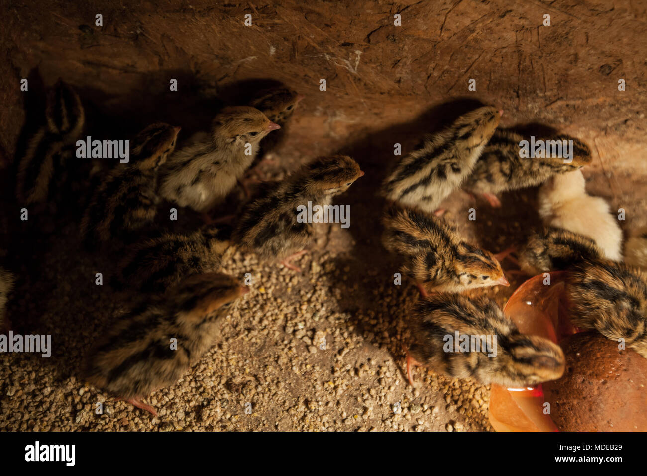Baby quail on a poultry farm Stock Photo - Alamy