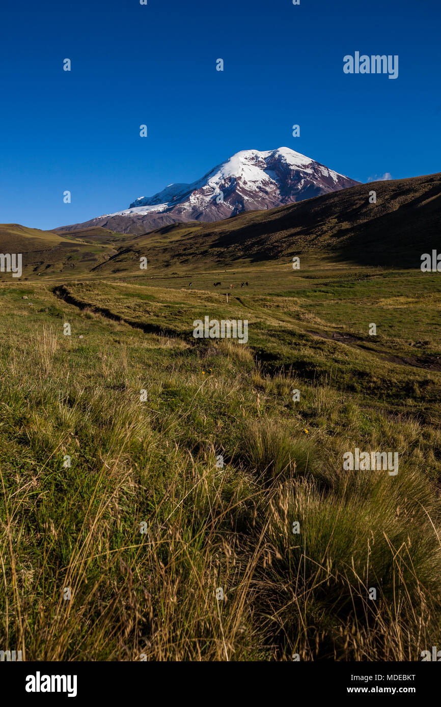 Chimborazo volcano and paramo, Andes, Ecuador Stock Photo - Alamy