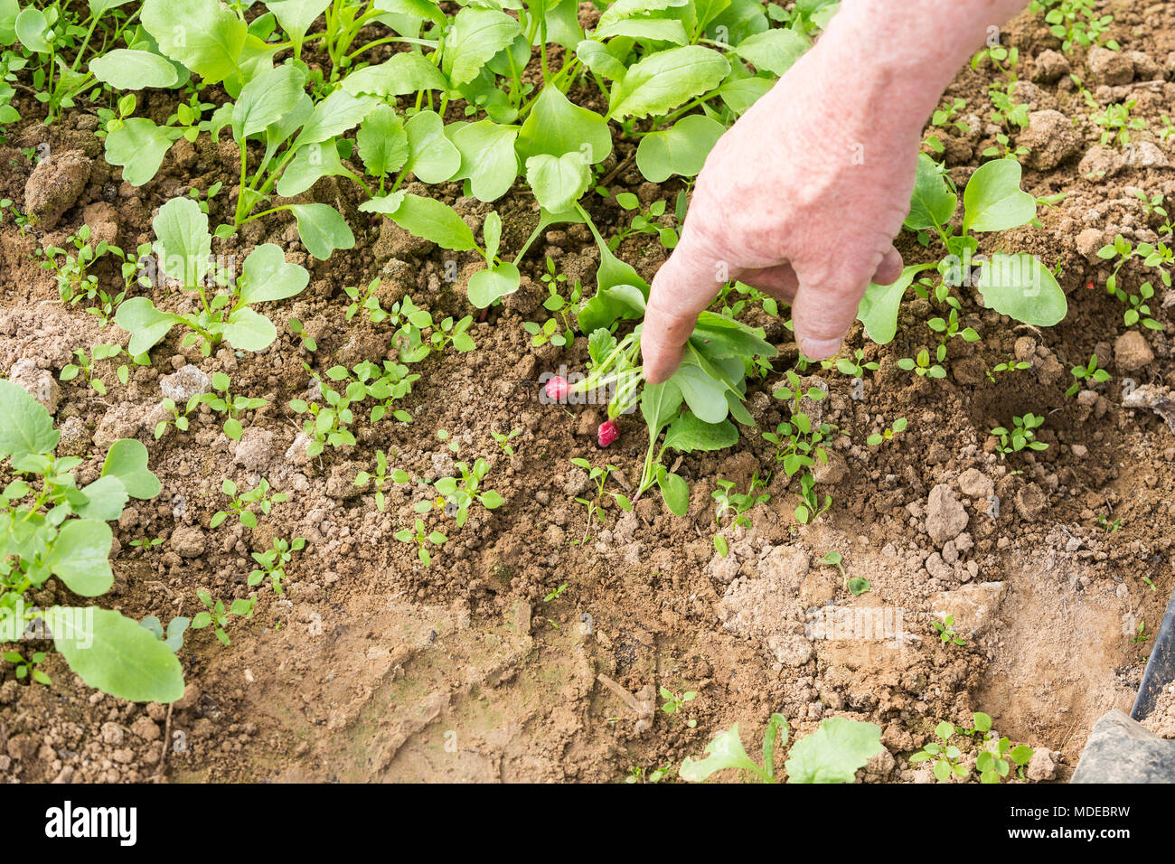 Young small radish plants with hand of senior garden. Permaculture in ...