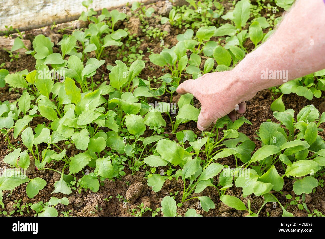Young small radish plants with hand of senior garden. Permaculture in ...