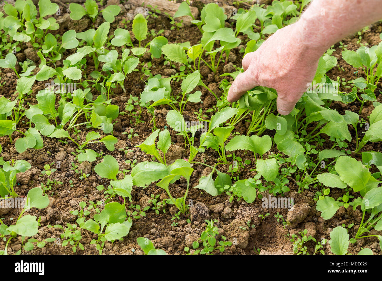 Young small radish plants with hand of senior garden. Permaculture in ...