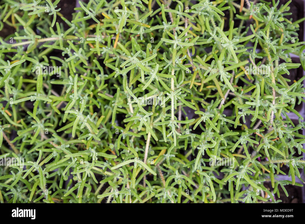Trailing Iceplant flower or Pink Carpet, Ice Plant, Cooper's Ice ...