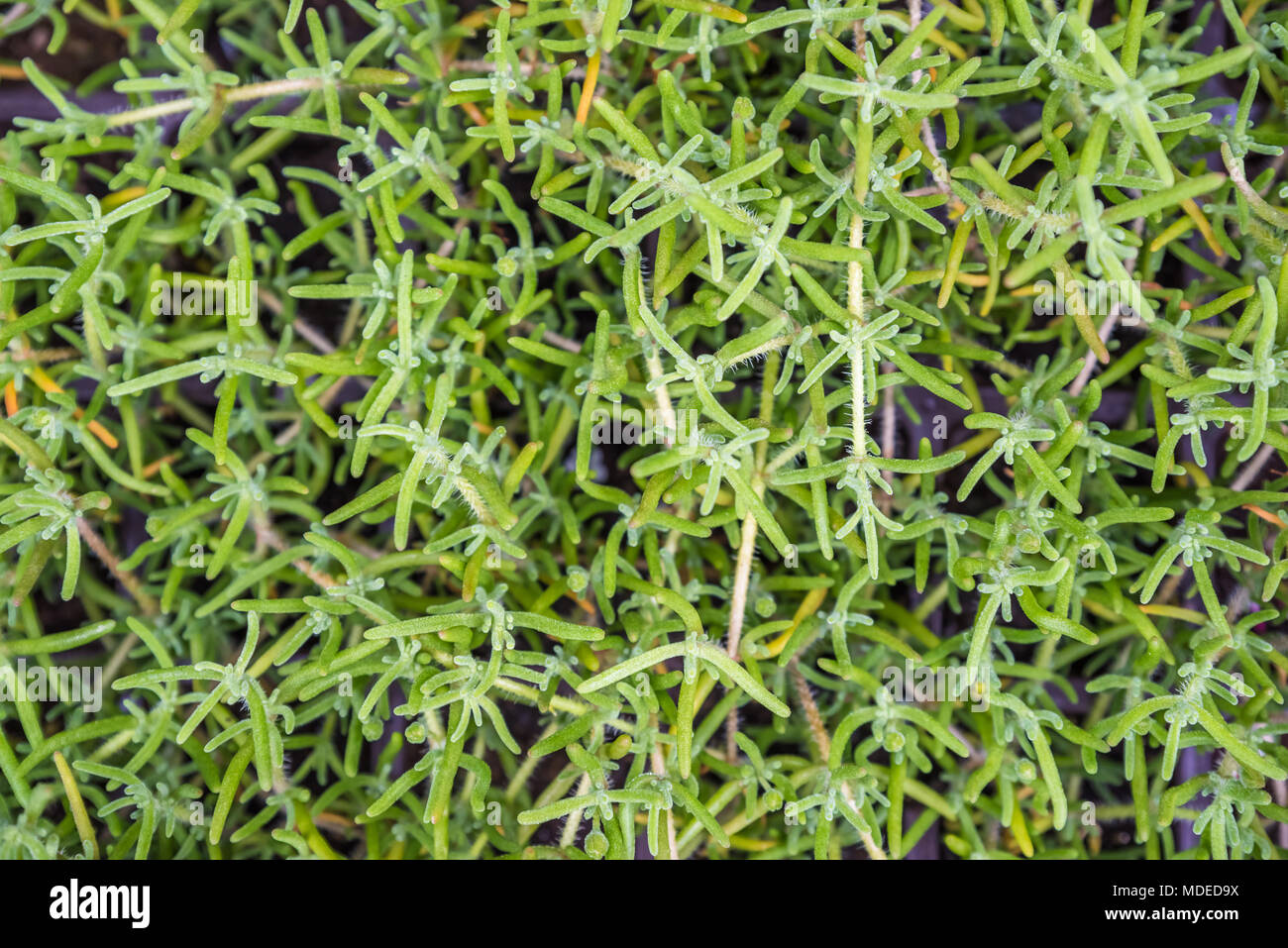 Trailing Iceplant flower or Pink Carpet, Ice Plant, Cooper's Ice ...