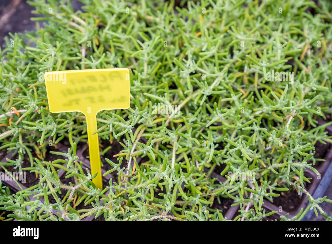 Trailing Iceplant flower or Pink Carpet, Ice Plant, Cooper's Ice ...
