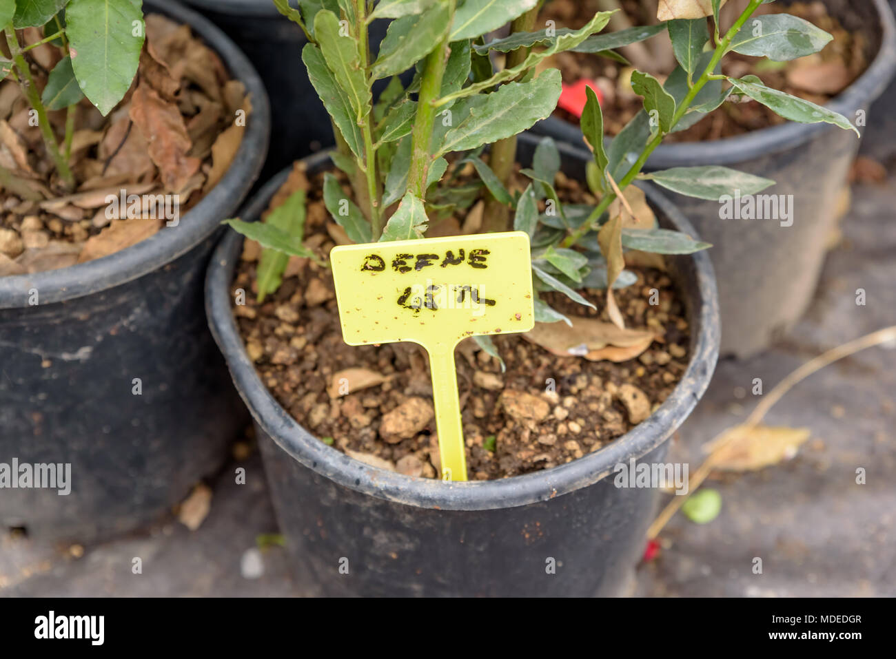 Green fresh bay laurel,Laurus nobilis,branch with leaves.Close up of ...