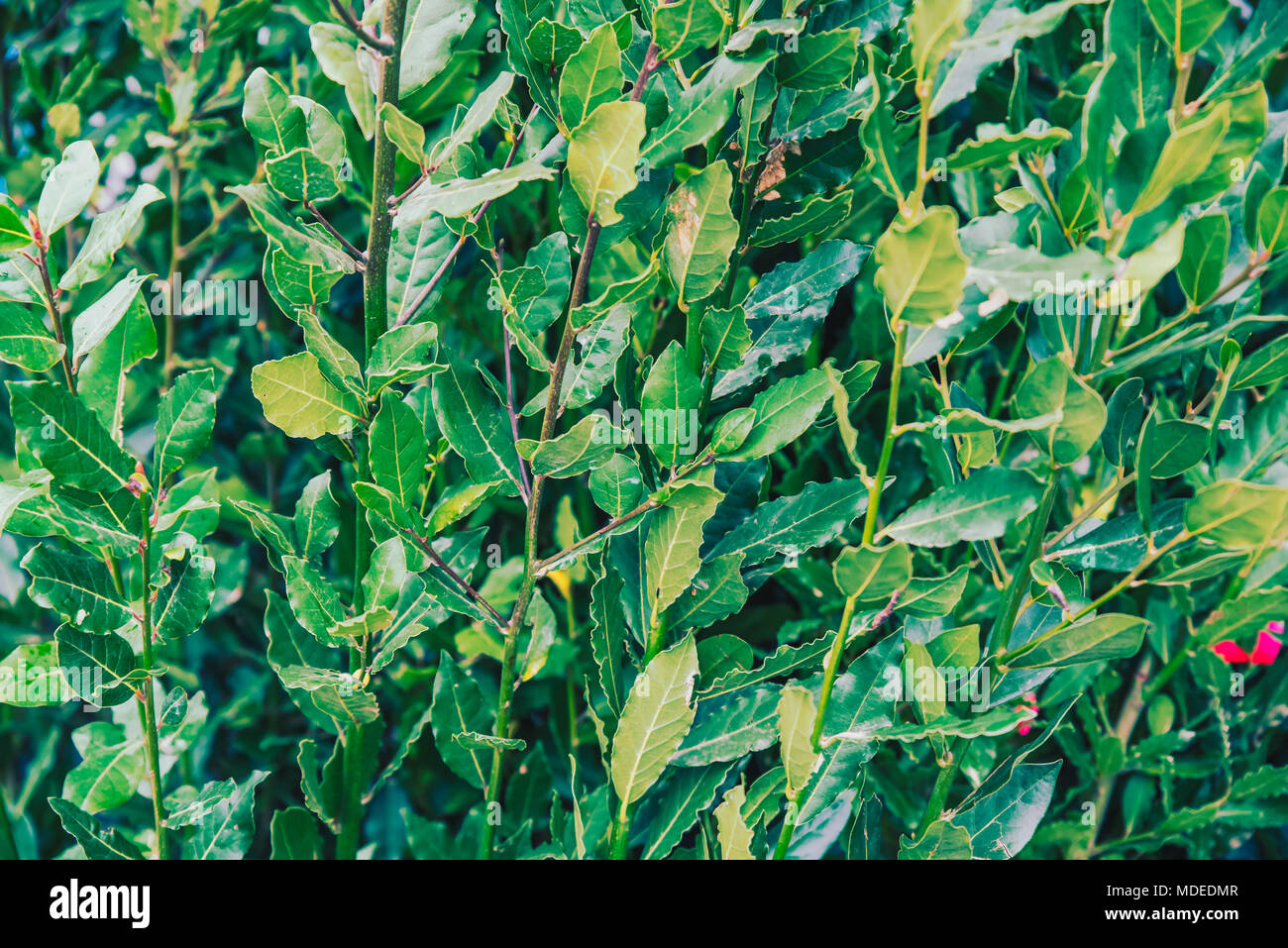 Green fresh bay laurel,Laurus nobilis,branch with leaves.Close up of ...