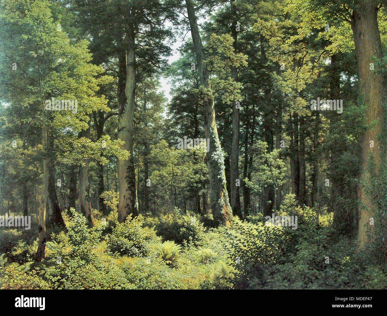 Zund Robert - Eichenwald Stock Photo - Alamy