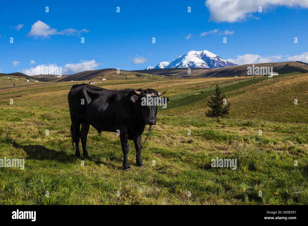 Pastures for wild cattle in Chimborazo, Andes, Ecuador Stock Photo - Alamy