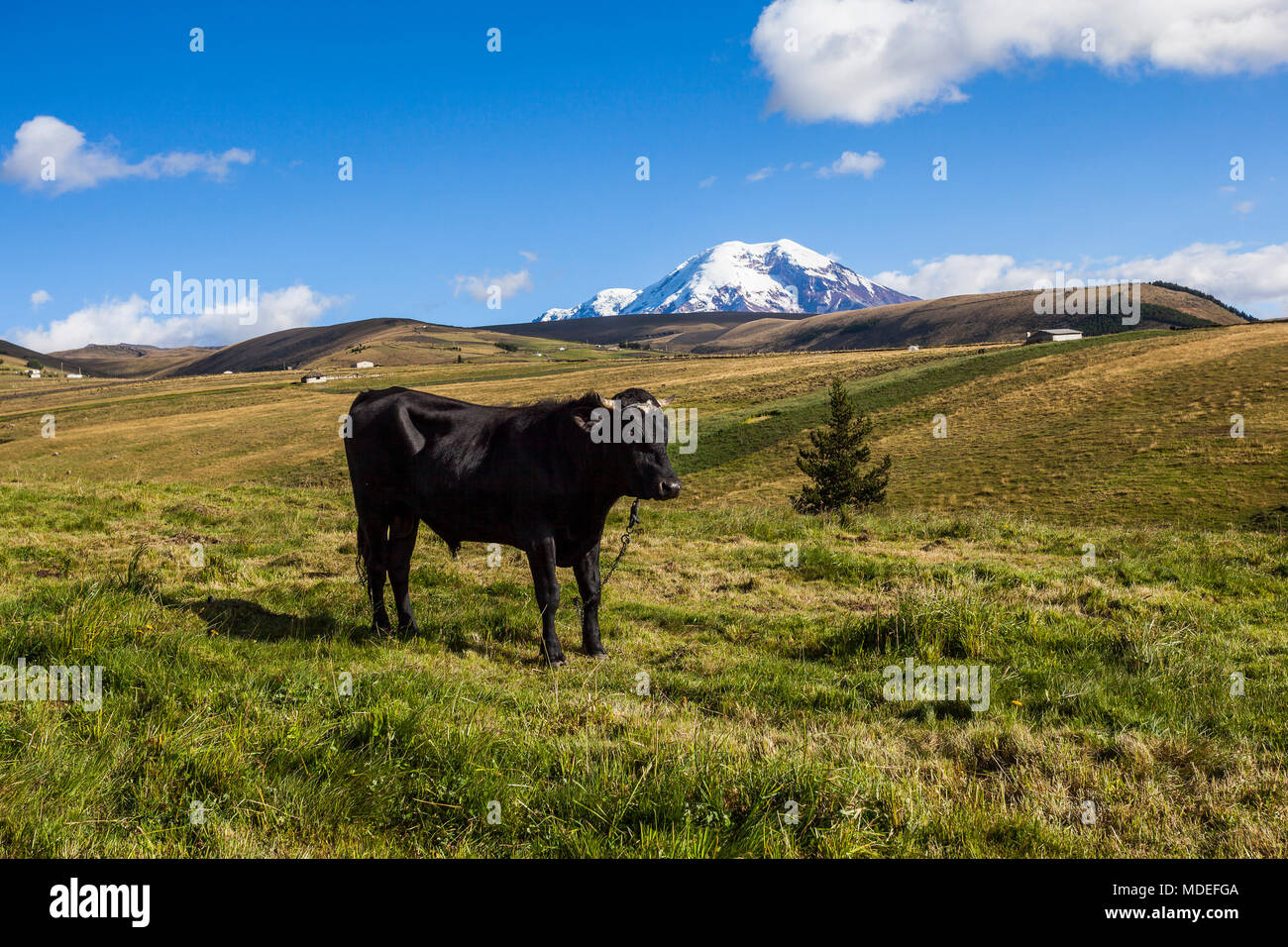 Pastures for wild cattle in Chimborazo, Andes, Ecuador Stock Photo - Alamy