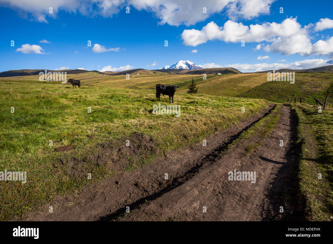 Pastures for wild cattle in Chimborazo, Andes, Ecuador Stock Photo - Alamy
