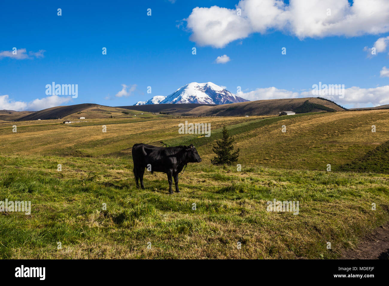 Pastures for wild cattle in Chimborazo, Andes, Ecuador Stock Photo - Alamy