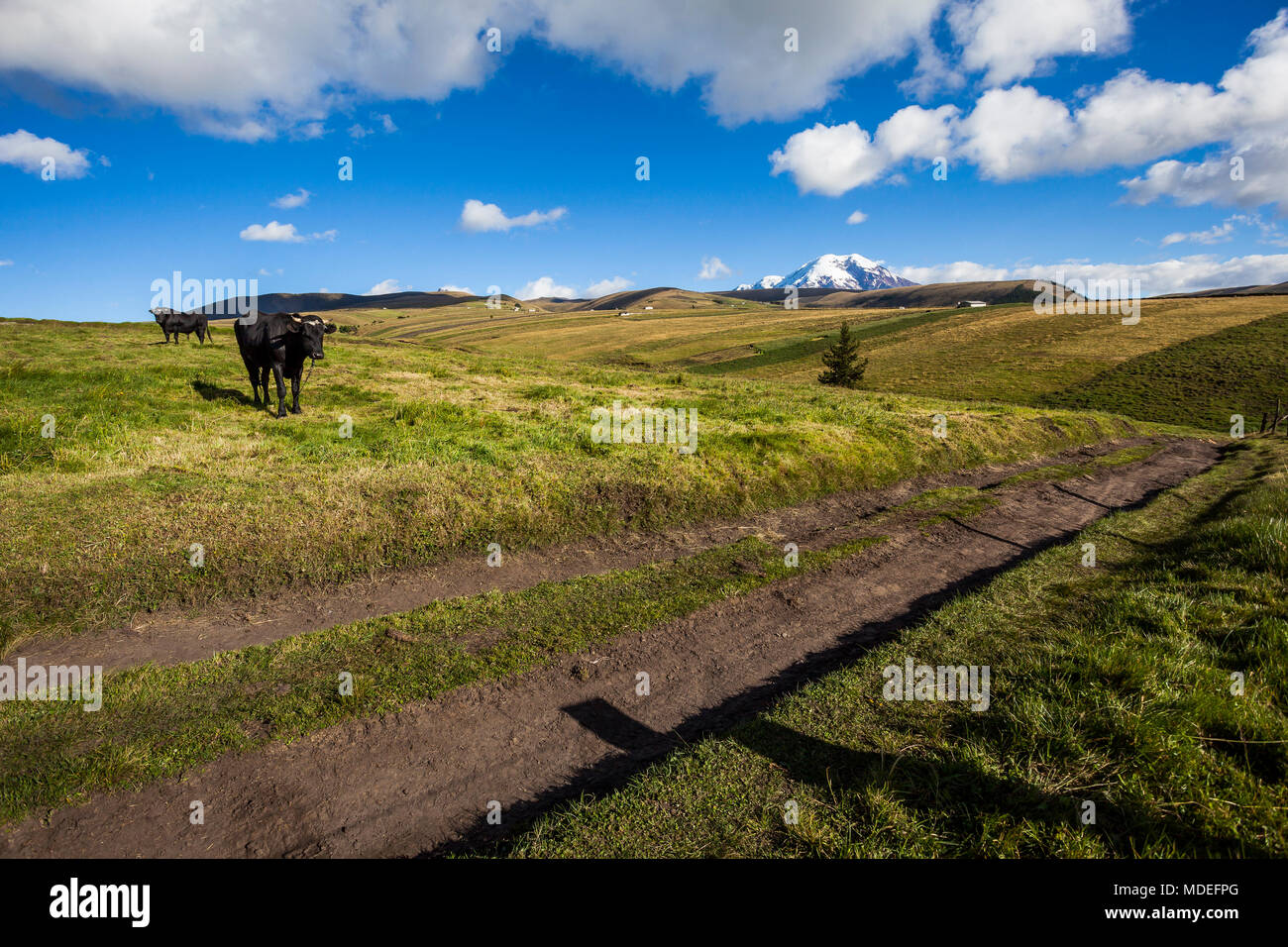Pastures for wild cattle in Chimborazo, Andes, Ecuador Stock Photo - Alamy