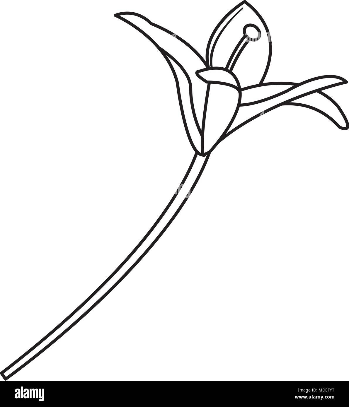 line natural flower plant with beauty petals Stock Vector Image & Art ...