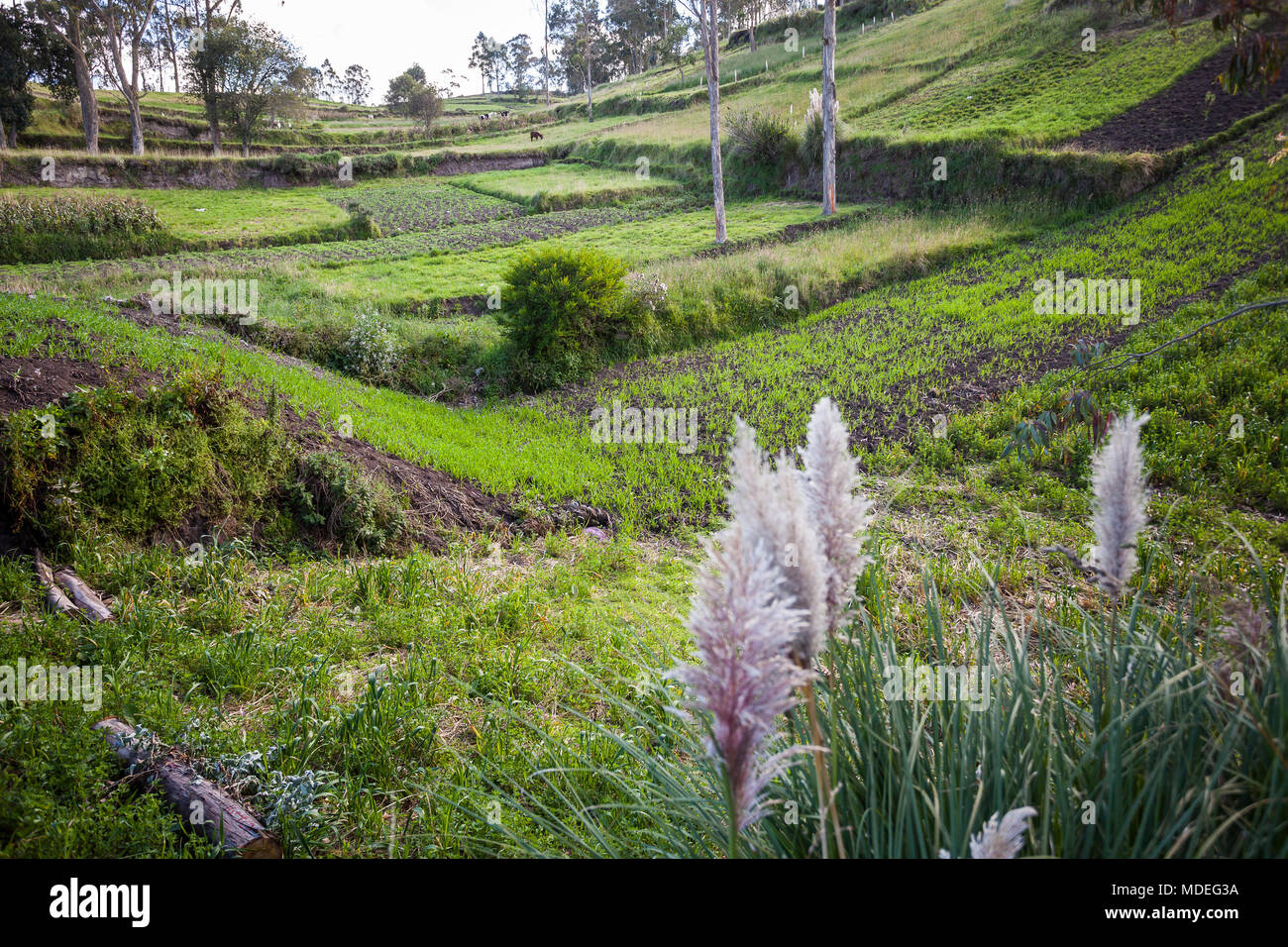 Cultivated fields in the high moors of Chimborazo, Ecuador Stock Photo ...