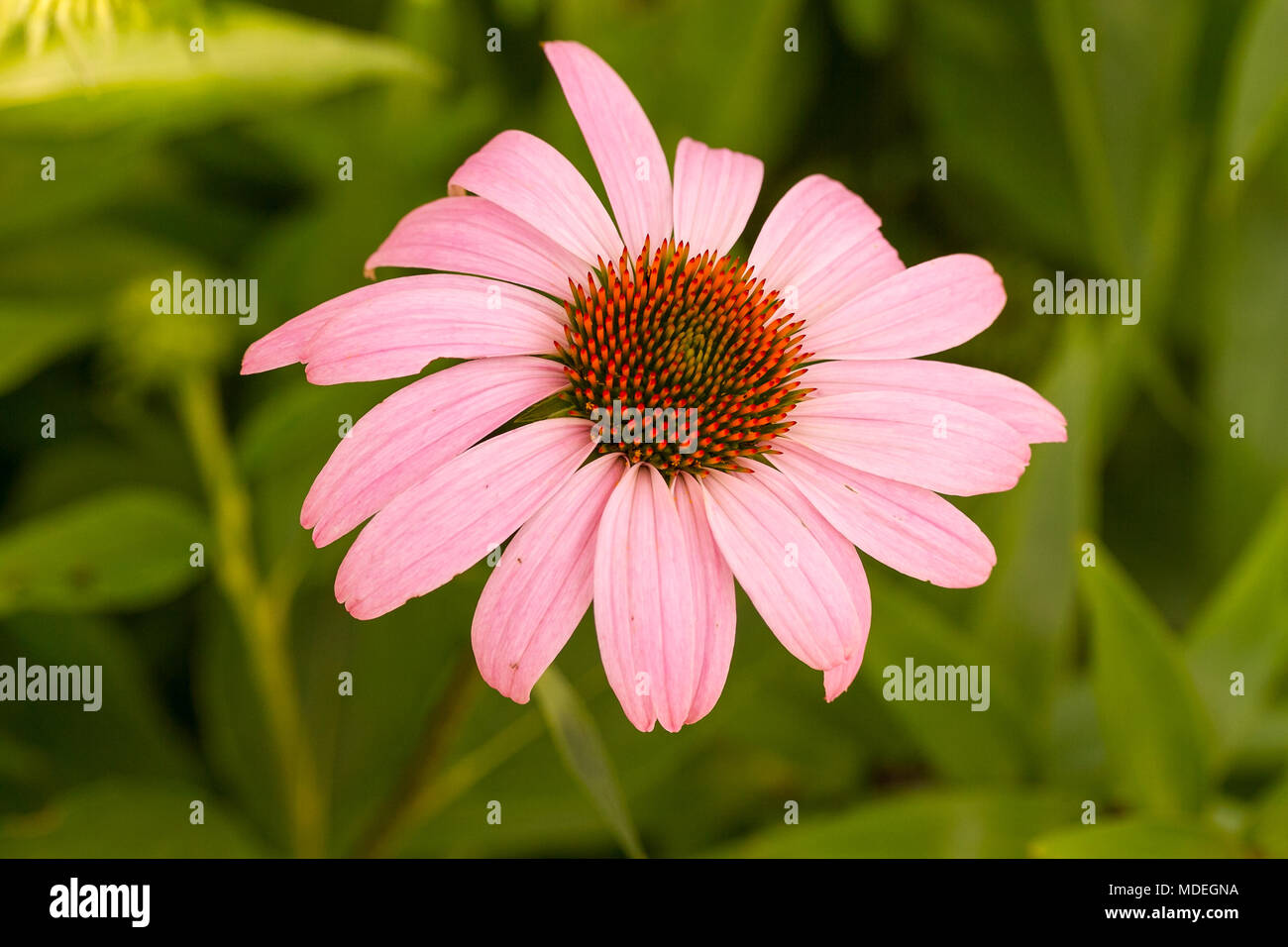 Coneflower bud hi-res stock photography and images - Alamy
