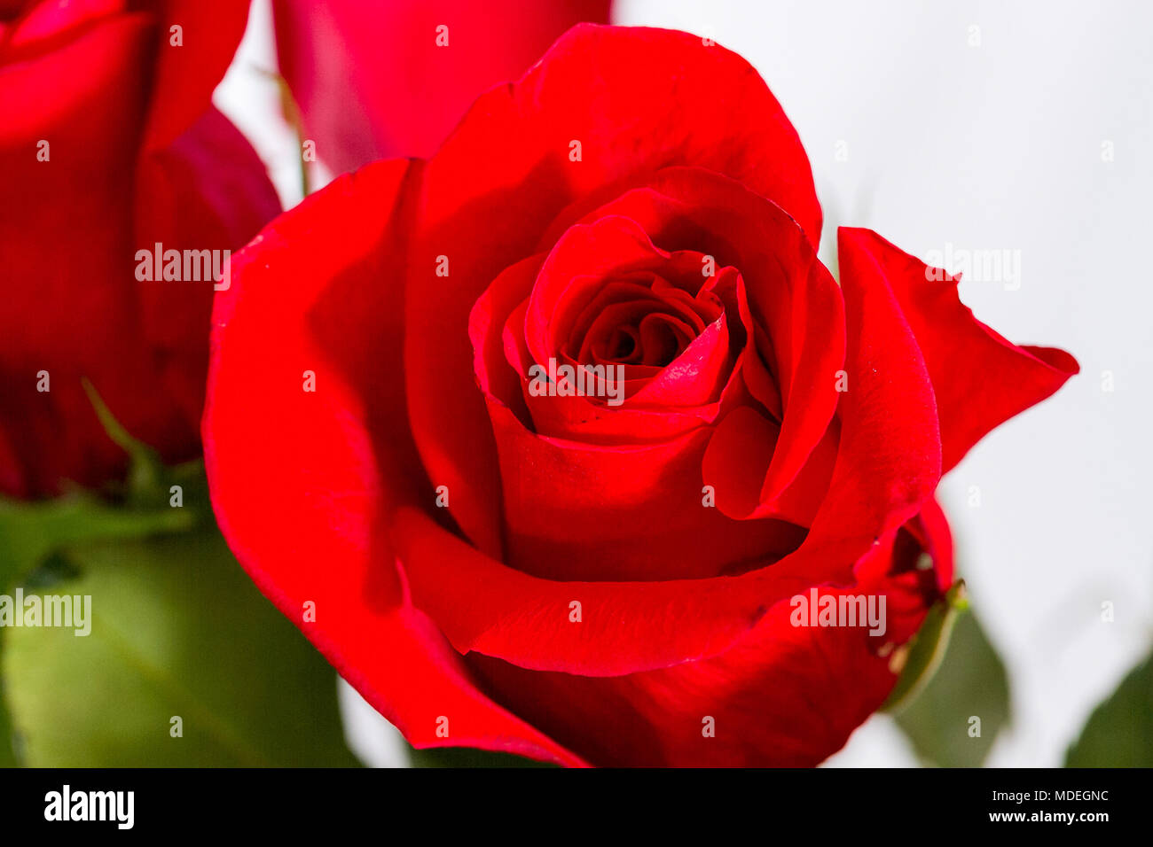 An open bloom of a long stemmed red rose Stock Photo - Alamy