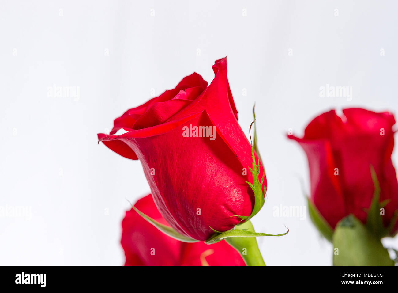 A side view of a bloom of a long stemmed red rose Stock Photo - Alamy