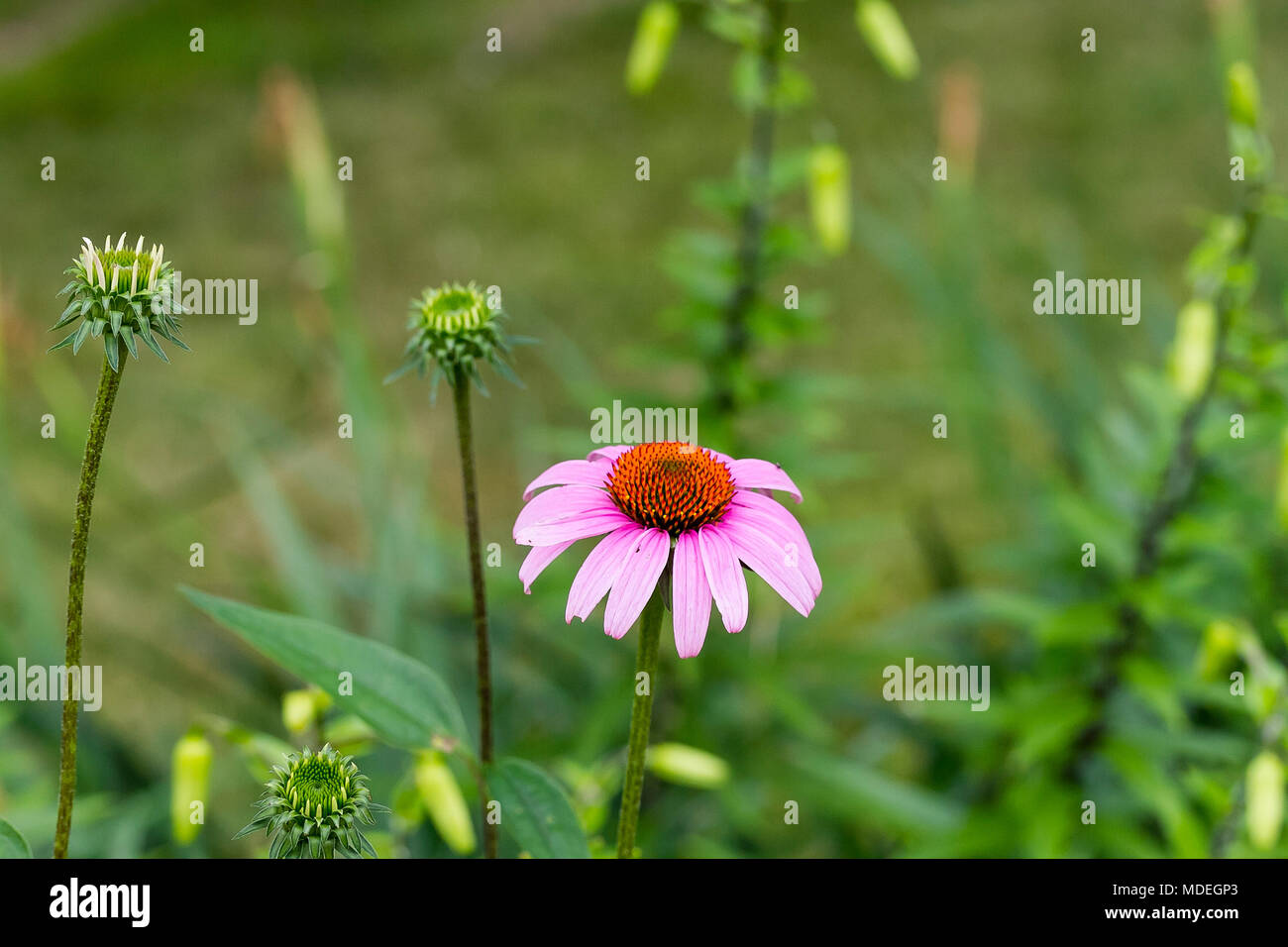 Echinacea coneflower in green hi-res stock photography and images - Alamy