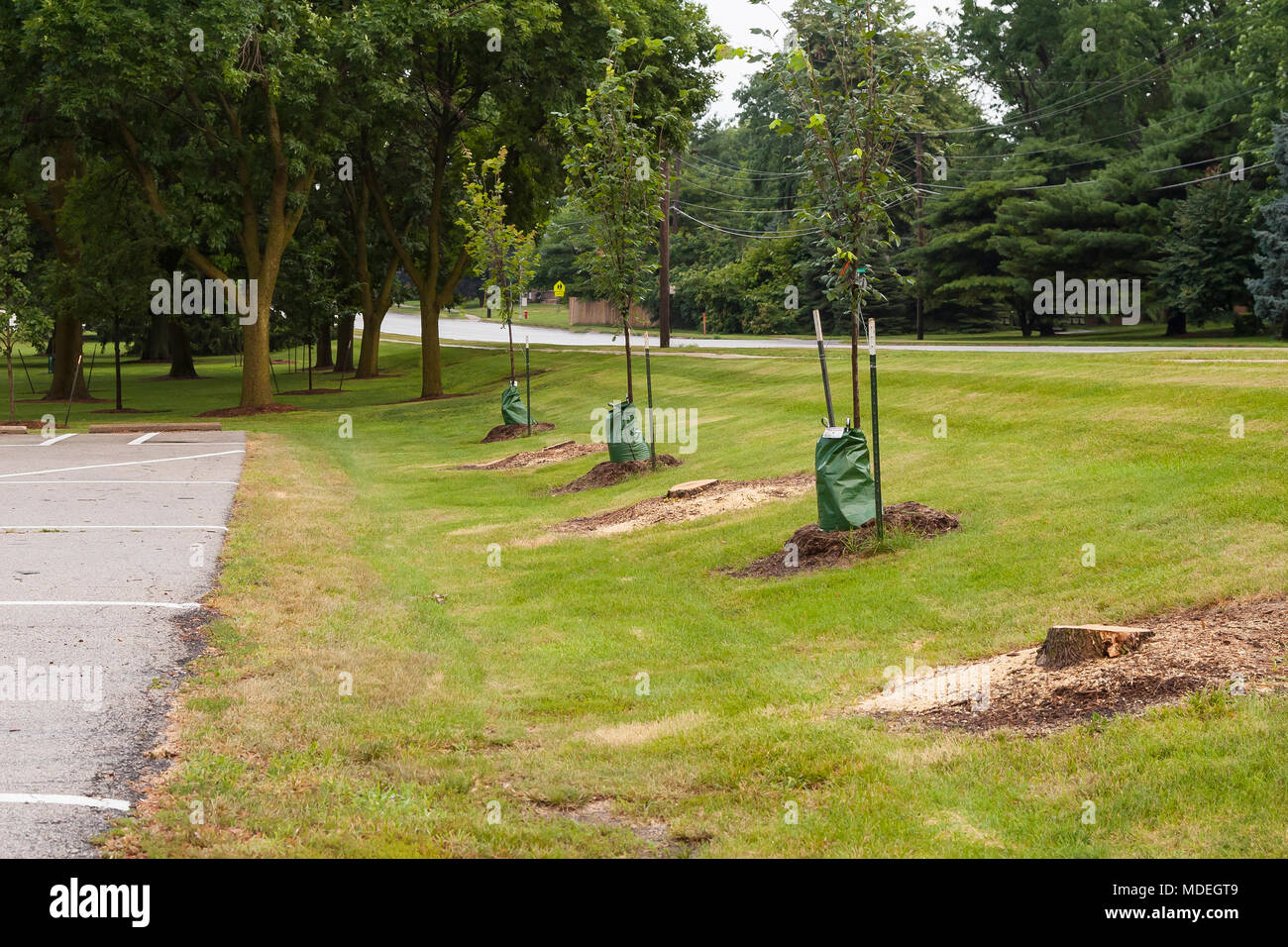 Tree replacement hi-res stock photography and images - Alamy