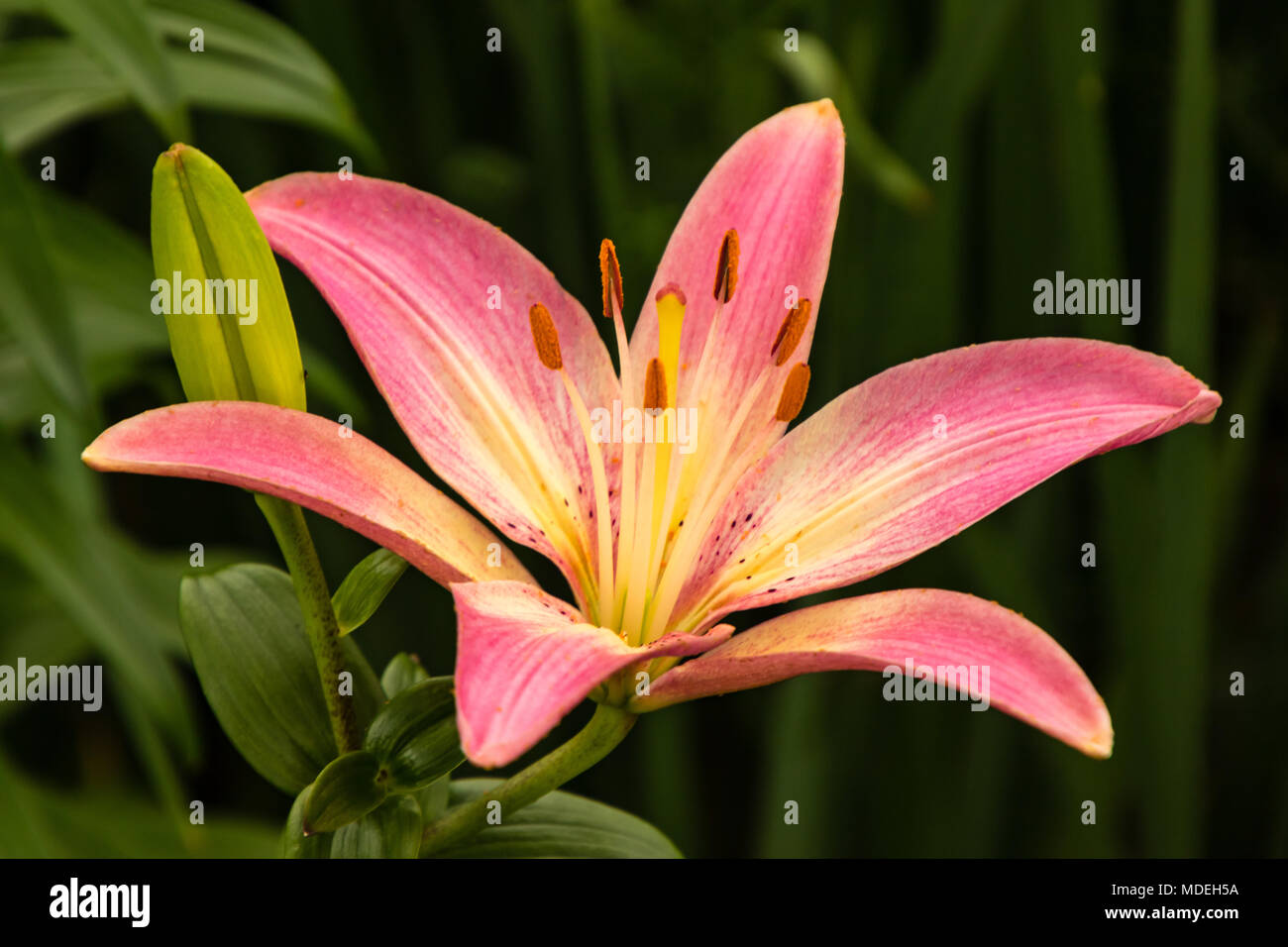 a close up of a pink lily newly opened in the garden Stock Photo - Alamy