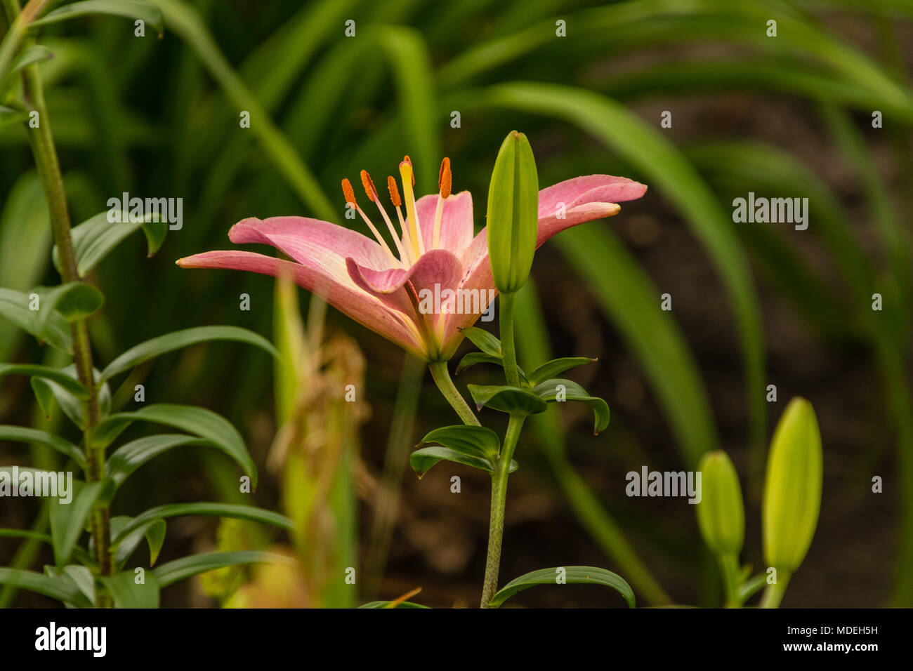 a side view of a pink lily newly opened in the garden Stock Photo - Alamy