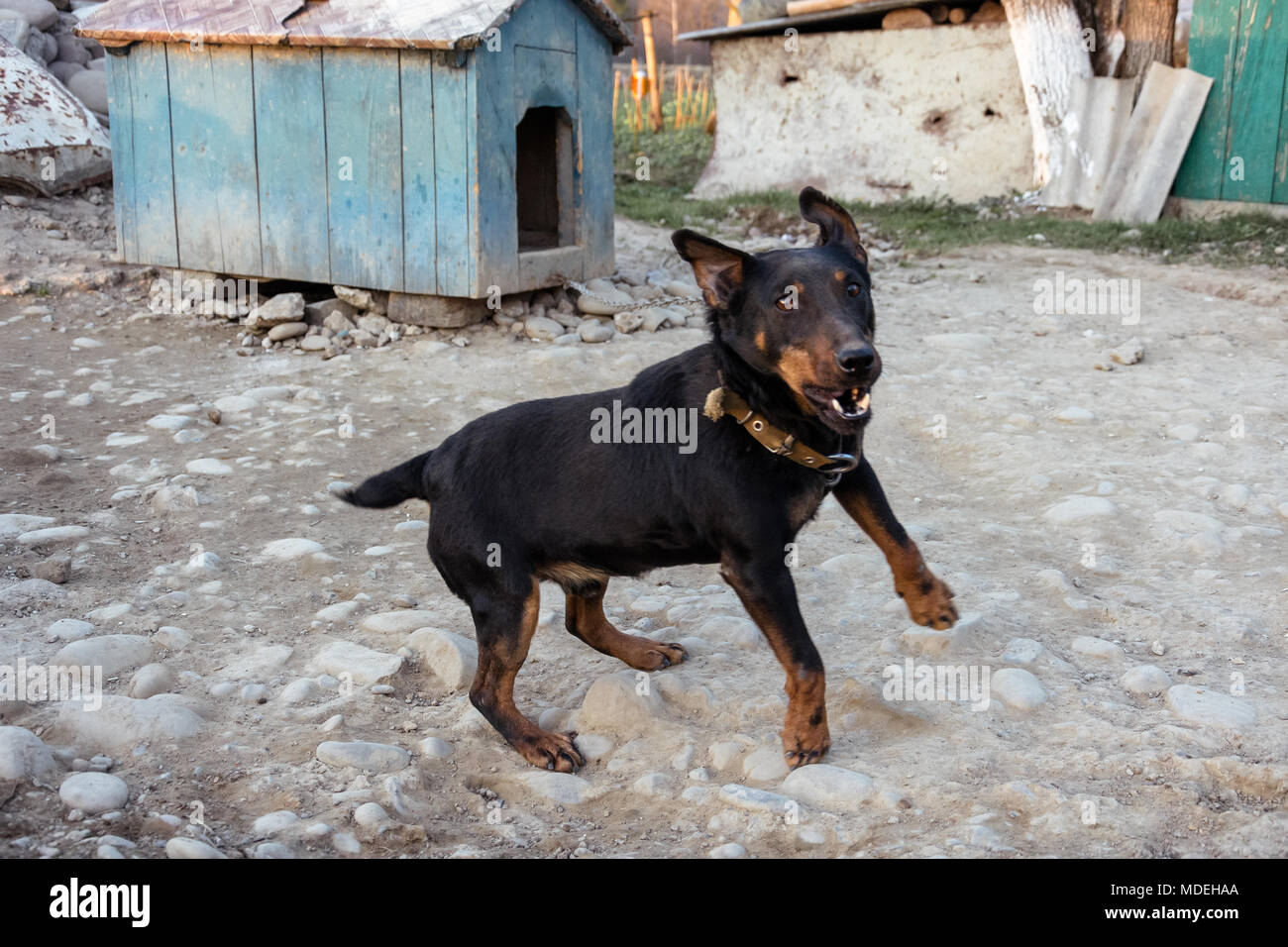 Doberman barking hi-res stock photography and images - Alamy