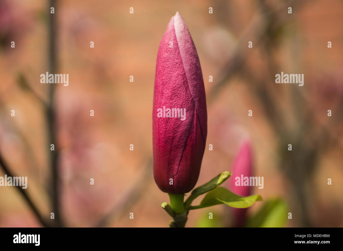 Pink flower bud Stock Photo - Alamy