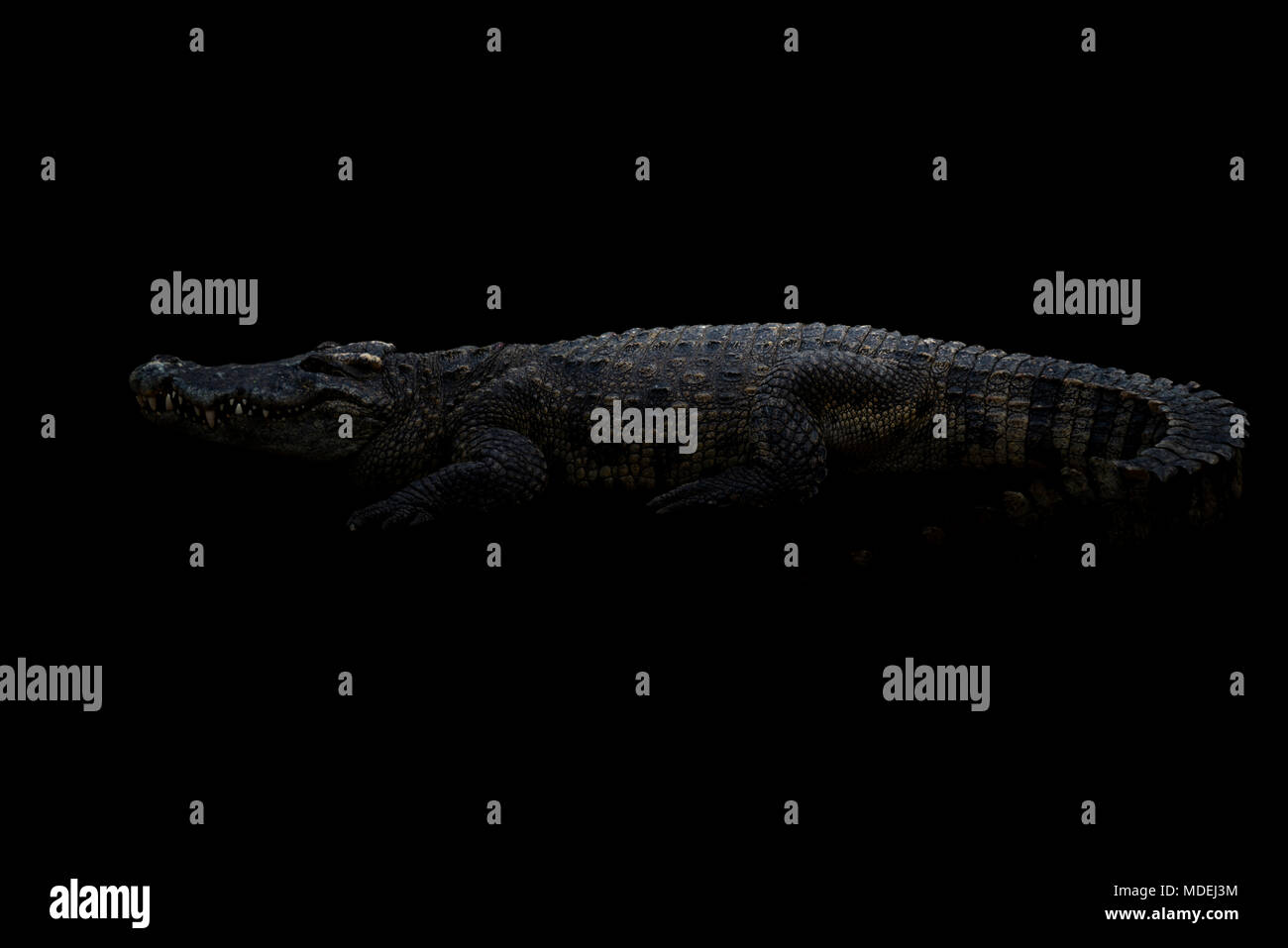 siamese crocodile ( Crocodylus siamensis ) in the dark Stock Photo - Alamy