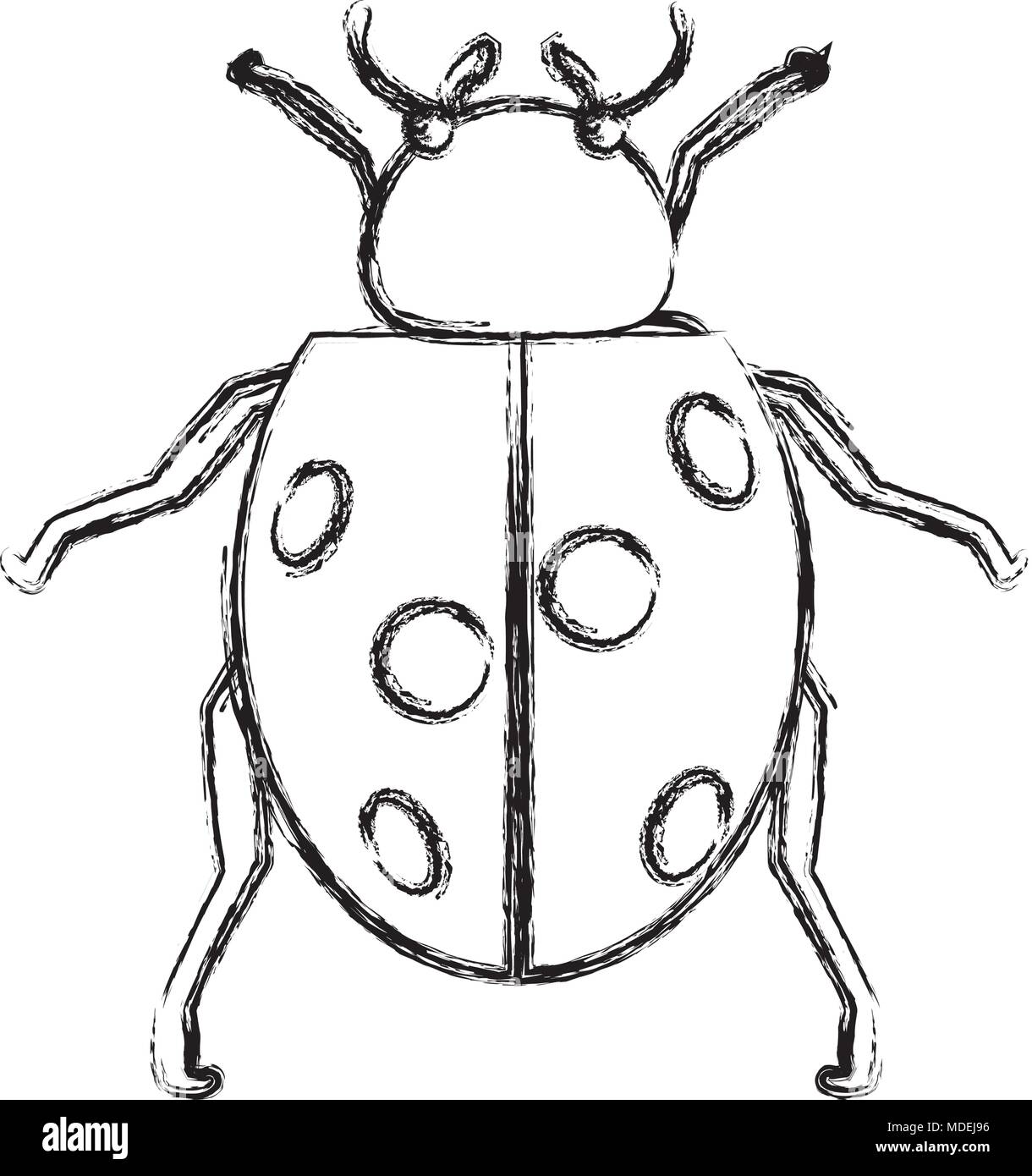 Insect Drawing