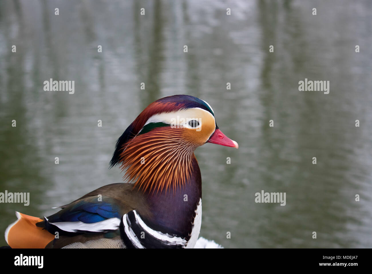 Mandarin Duck (Aix Galericulata Stock Photo - Alamy