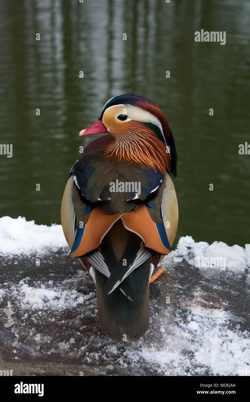 Mandarin Duck (Aix Galericulata Stock Photo - Alamy