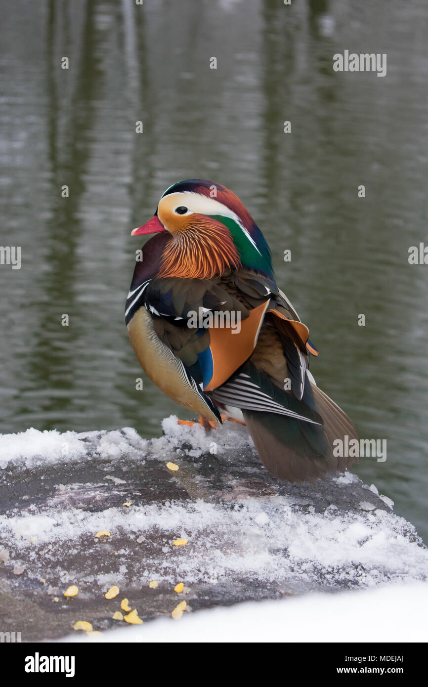 Mandarin duck nest hi-res stock photography and images - Alamy