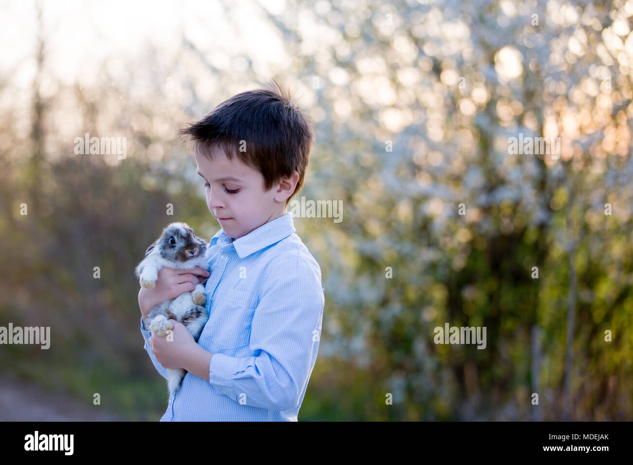 Preschool child, cute boy, playing with little rabbit outdoors, kid and ...