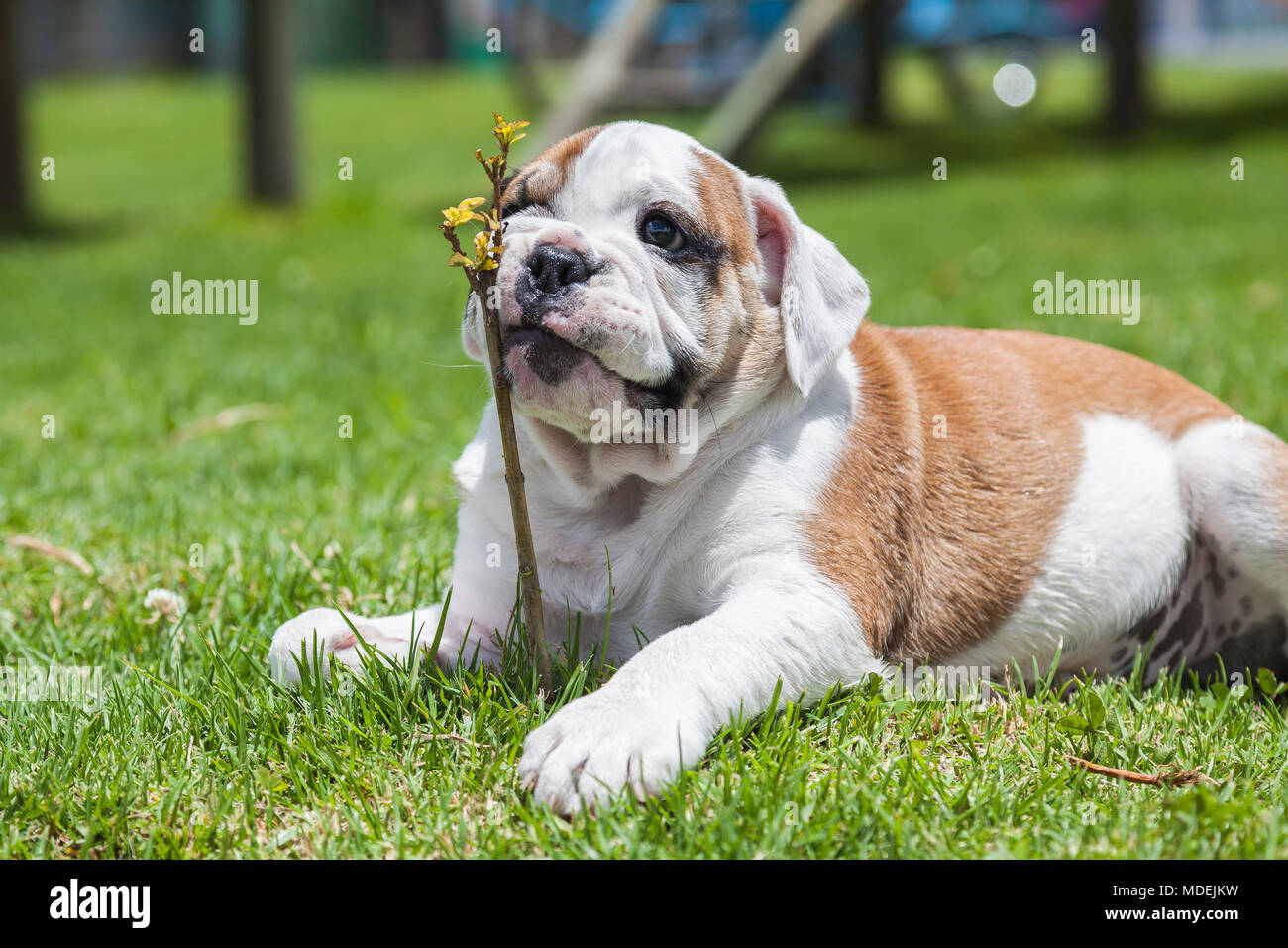English Bulldog Puppy Playing High Resolution Stock Photography and ...
