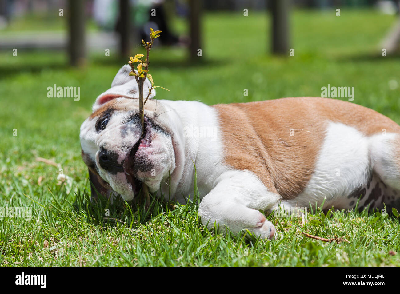 English Bulldog Puppy Playing High Resolution Stock Photography and ...