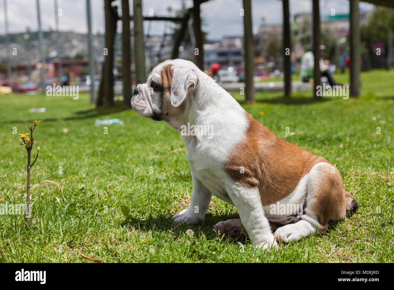 English Bulldog puppy playing on the grass in the park Stock Photo - Alamy