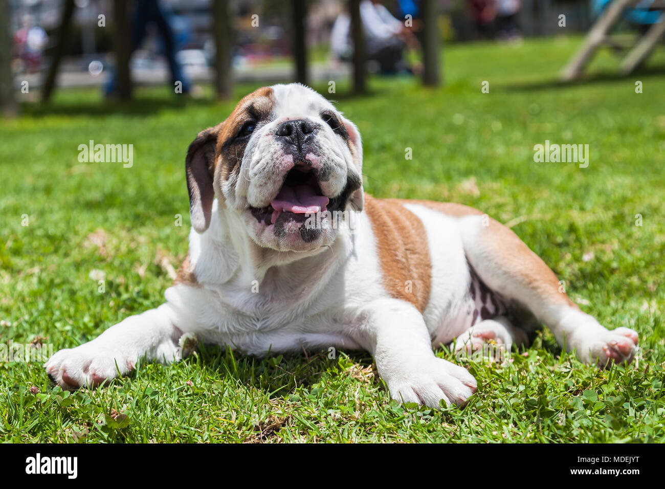 English Bulldog Puppy Playing High Resolution Stock Photography and ...